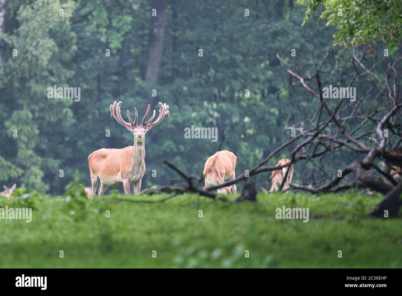 Dama dama, Dammwild, Dammhirsch, Hirsch, Male, Fallow deer, braun ...