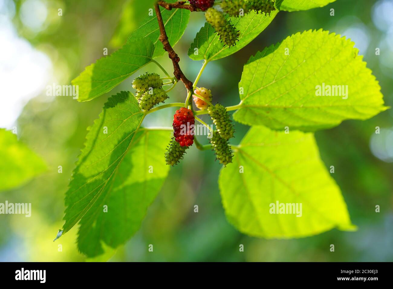 Mulberries growing on a tree Stock Photo - Alamy