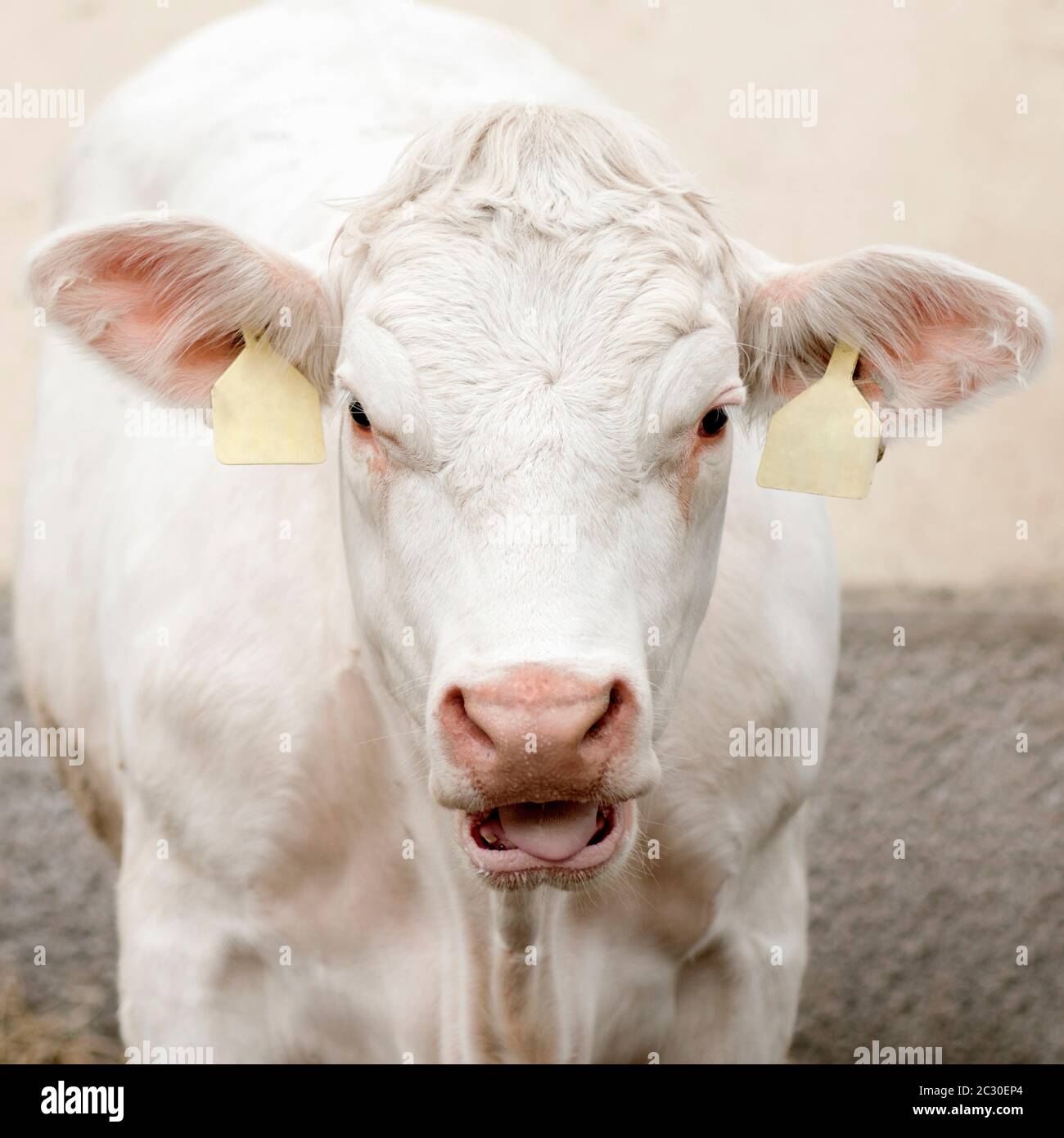 Mooing hi-res stock photography and images - Alamy