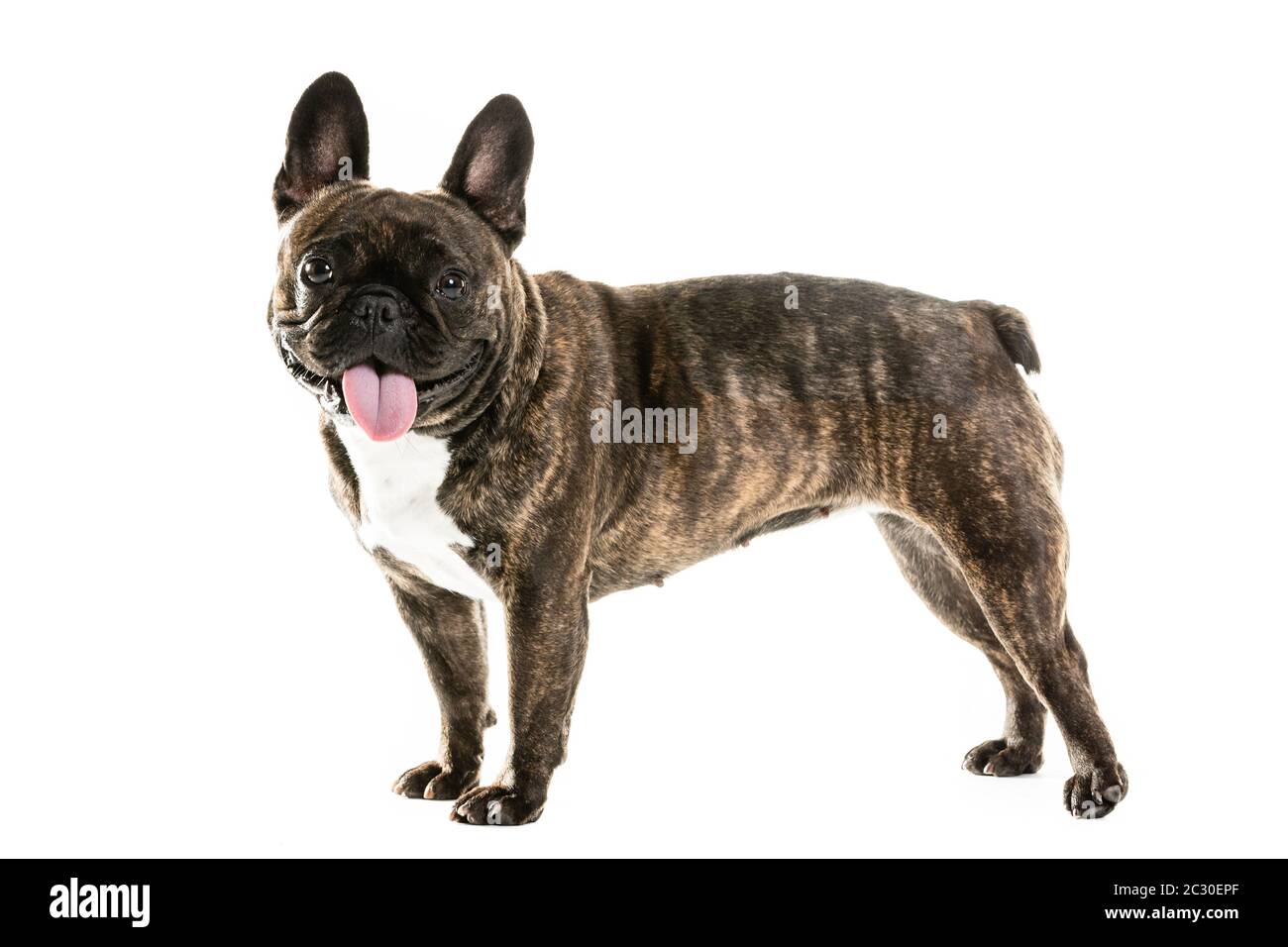 Full length portrait of cute French Bulldog sitting against white ...