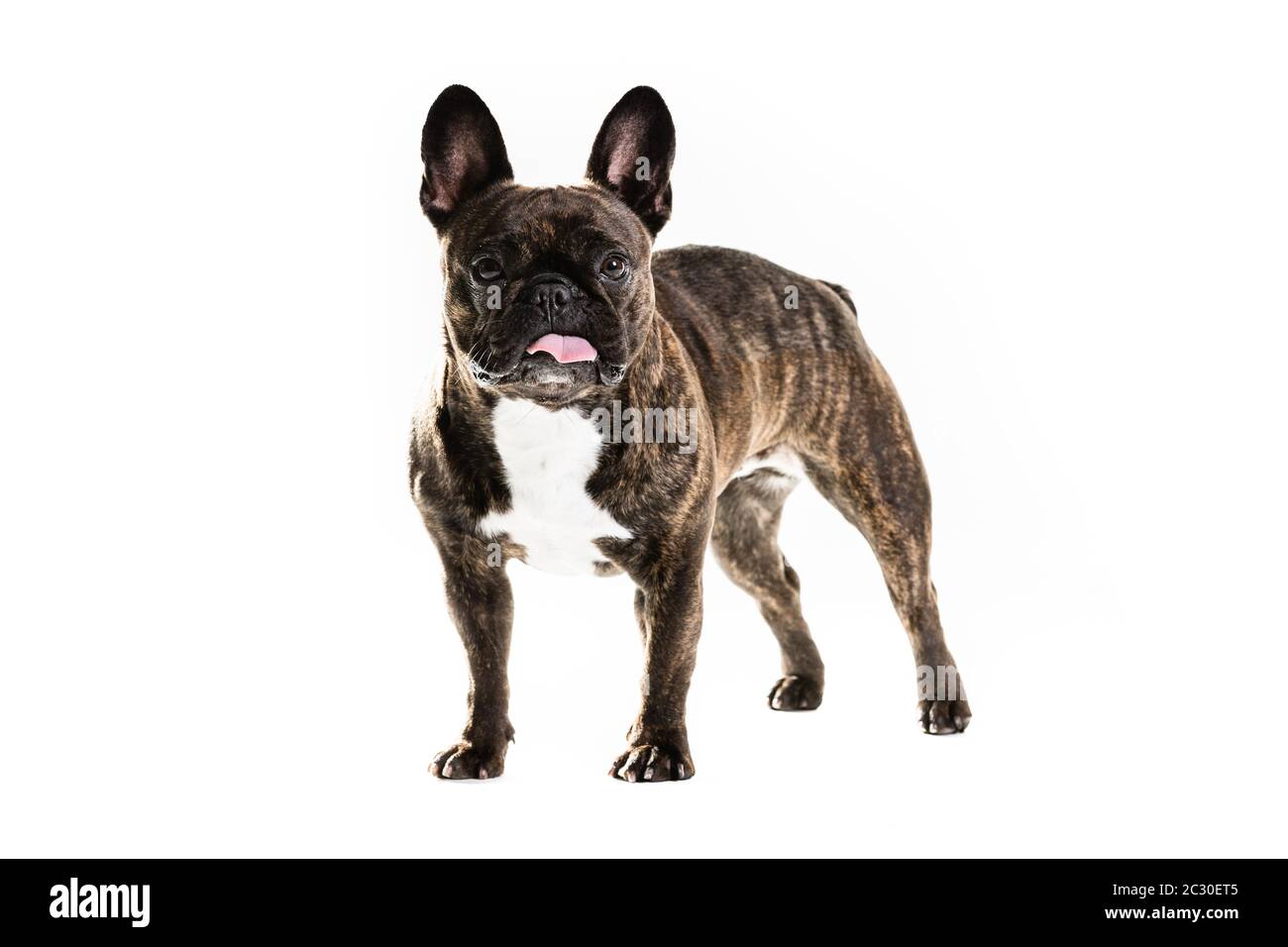 Cute frenchies Cut Out Stock Images & Pictures - Alamy