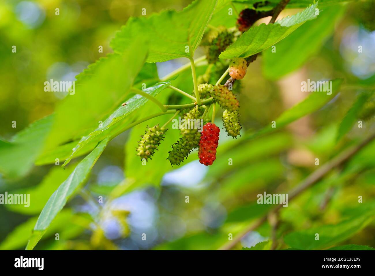 Mulberries growing on a tree Stock Photo - Alamy