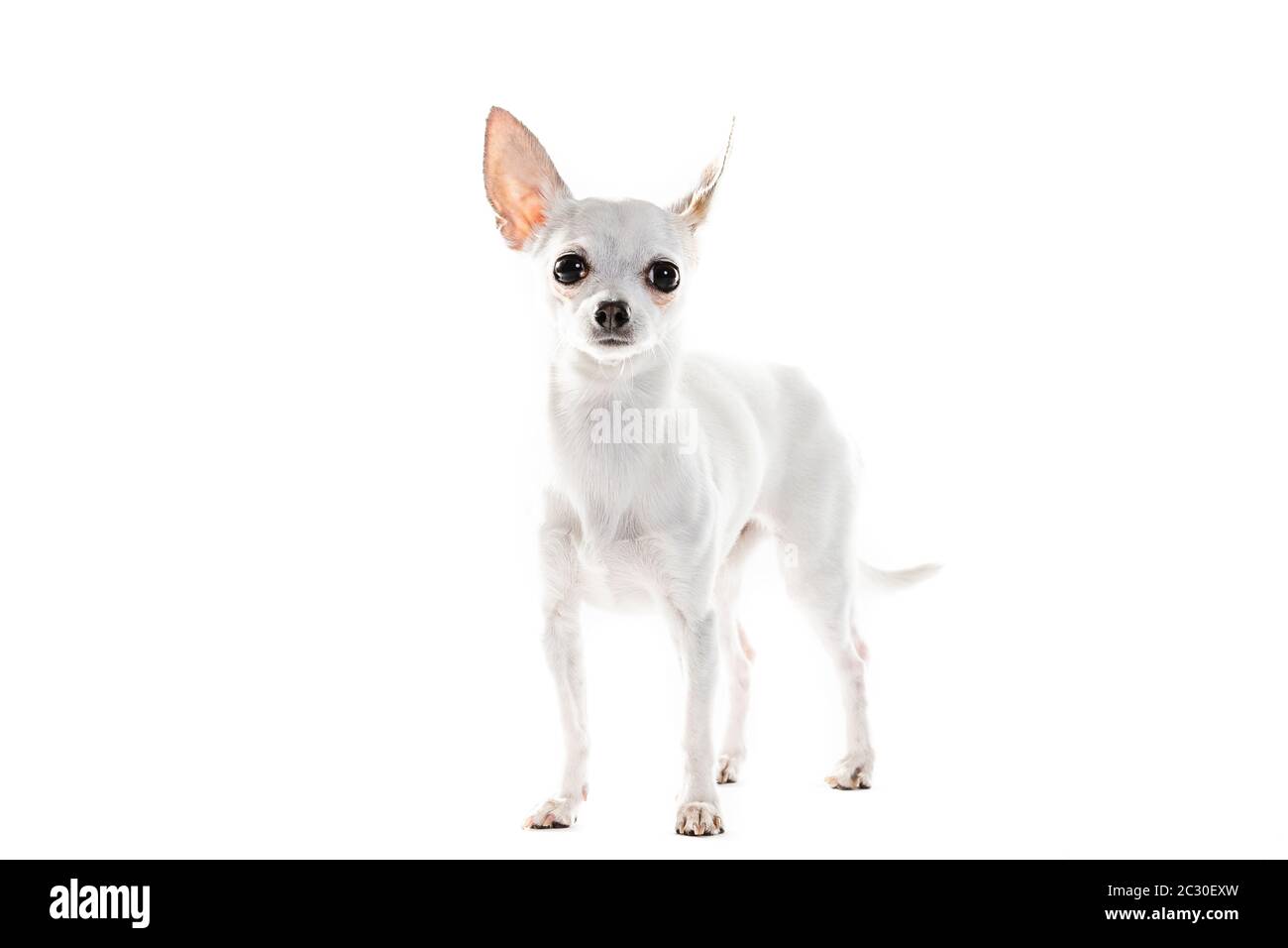 Full length side view of Chihuahua lap dog sitting against white ...