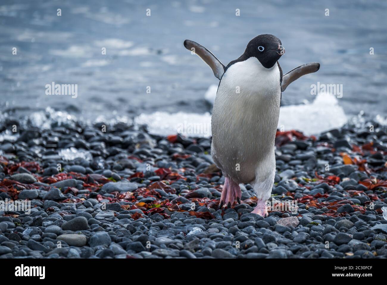 Adelie penguin running up shingle from sea Stock Photo - Alamy