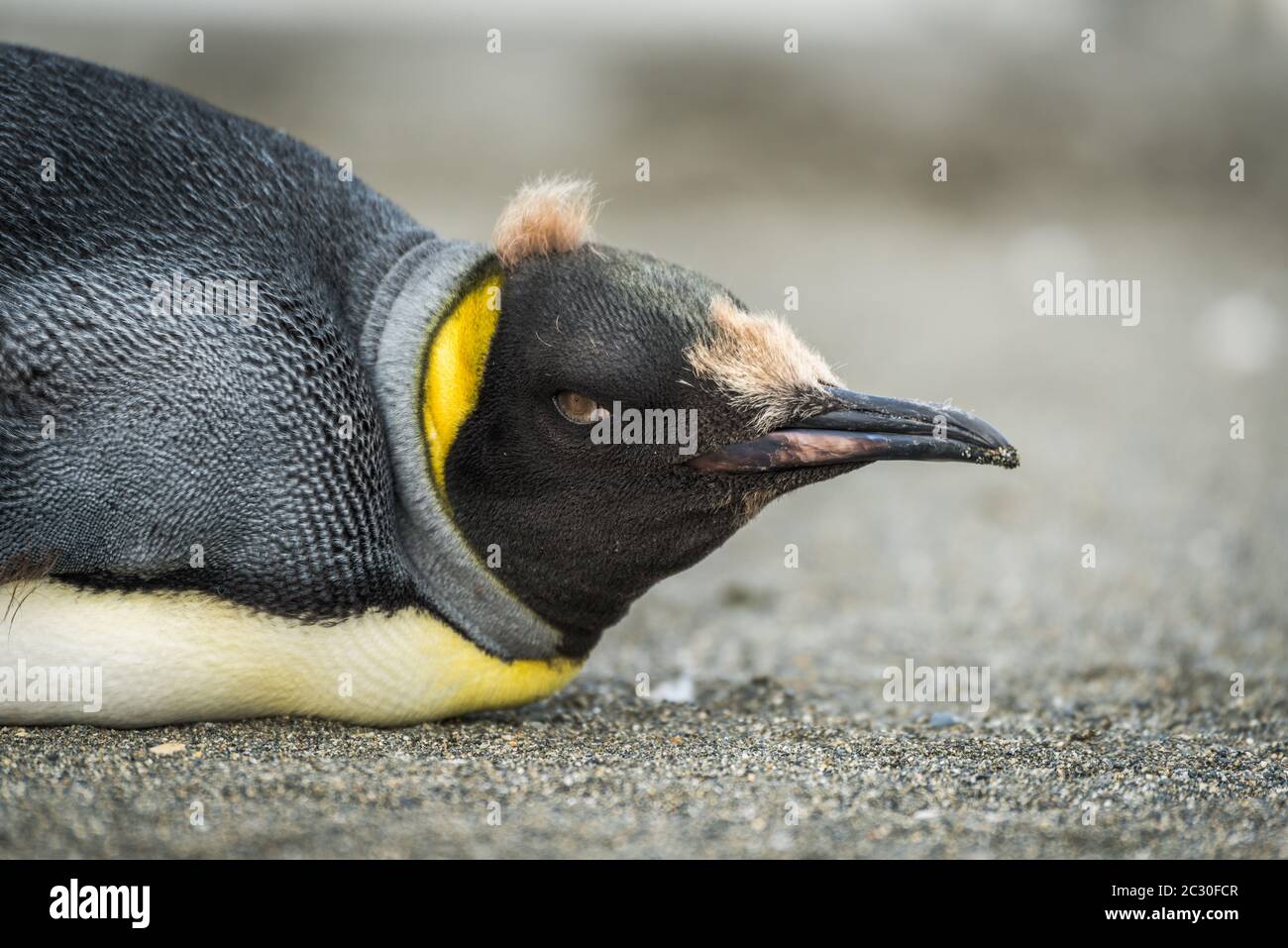 Prone bird hi-res stock photography and images - Alamy