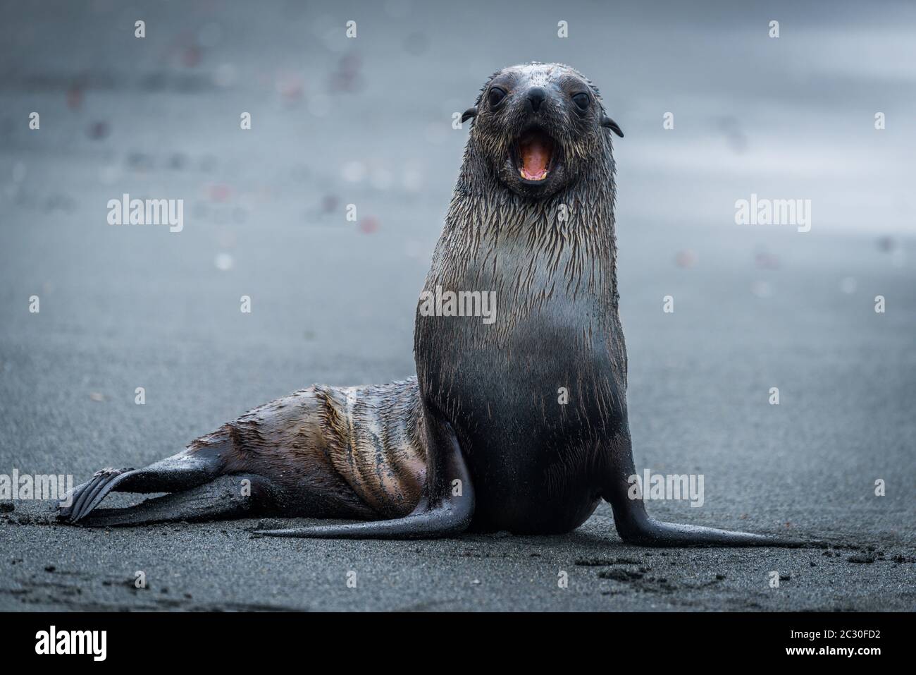Seal staring hi-res stock photography and images - Alamy
