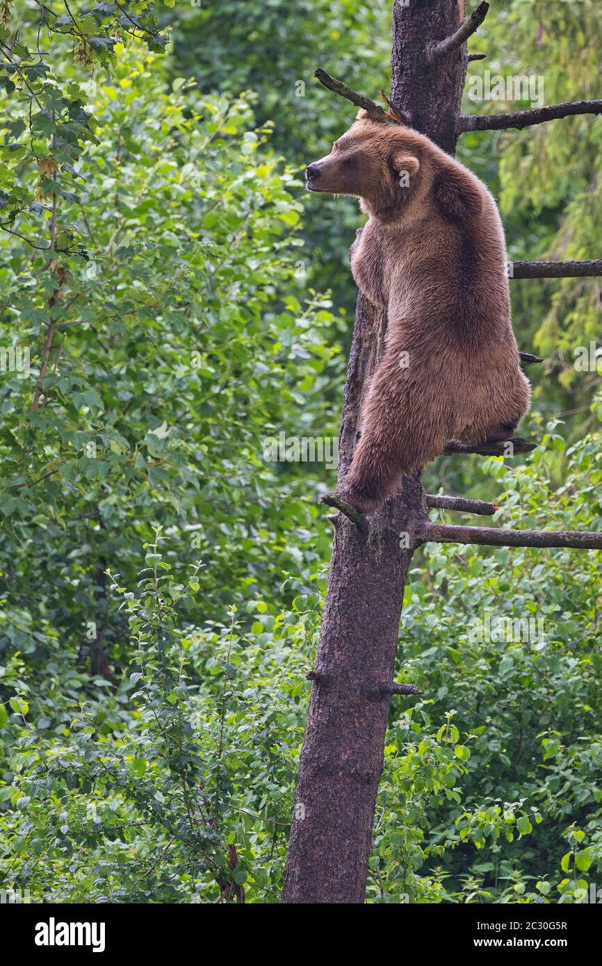Braunbär, Braunbaer, Ursus arctos, Saeugetier, Brown bear, mammal ...
