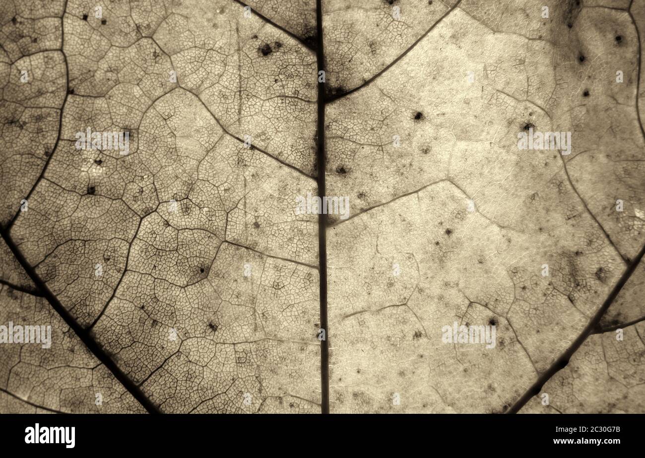 monochrome sepia macro close up of an autumn leaf showing cells and ...