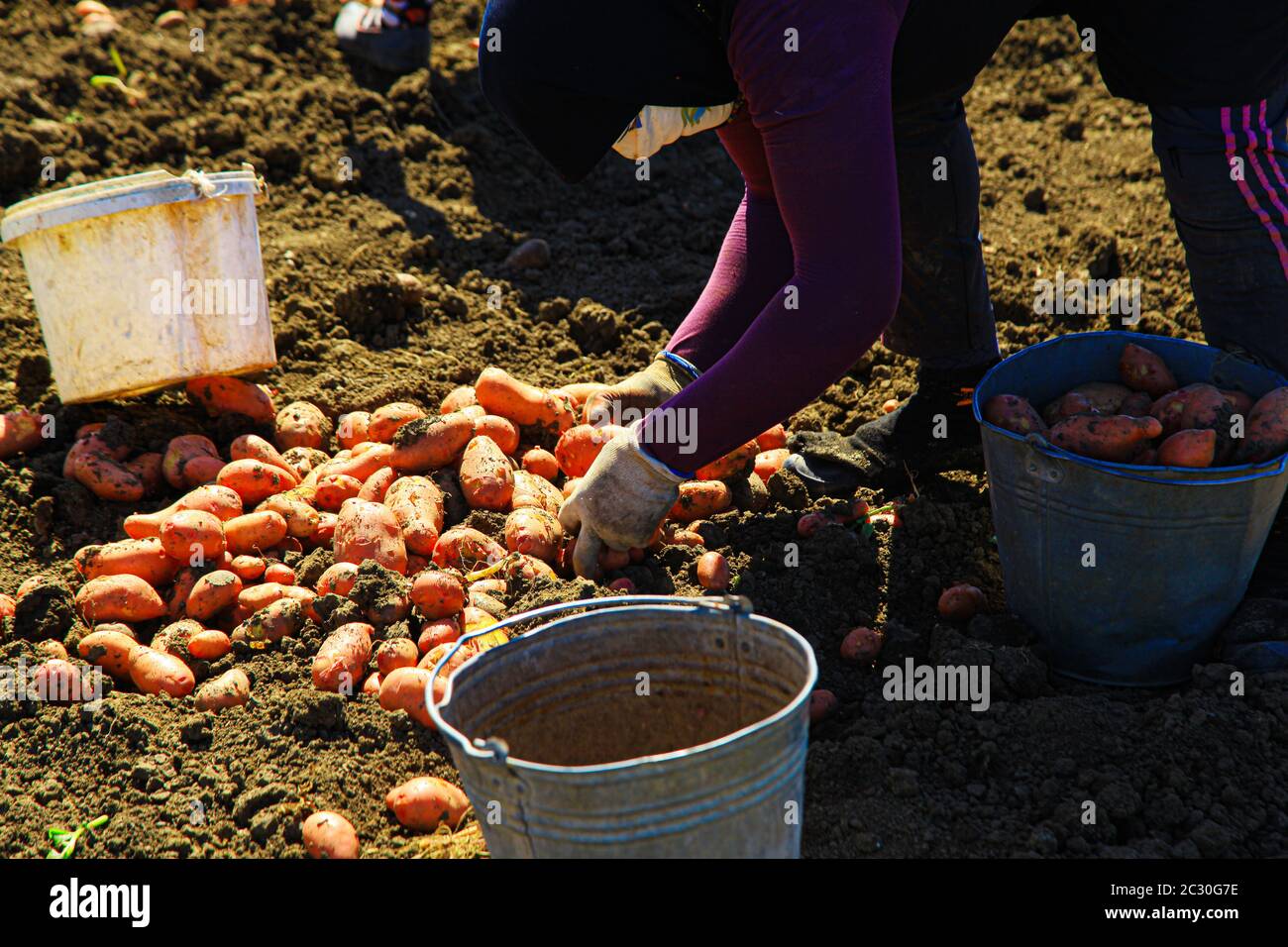 Potatoes removed from the land and gathering into buckets Stock Photo ...