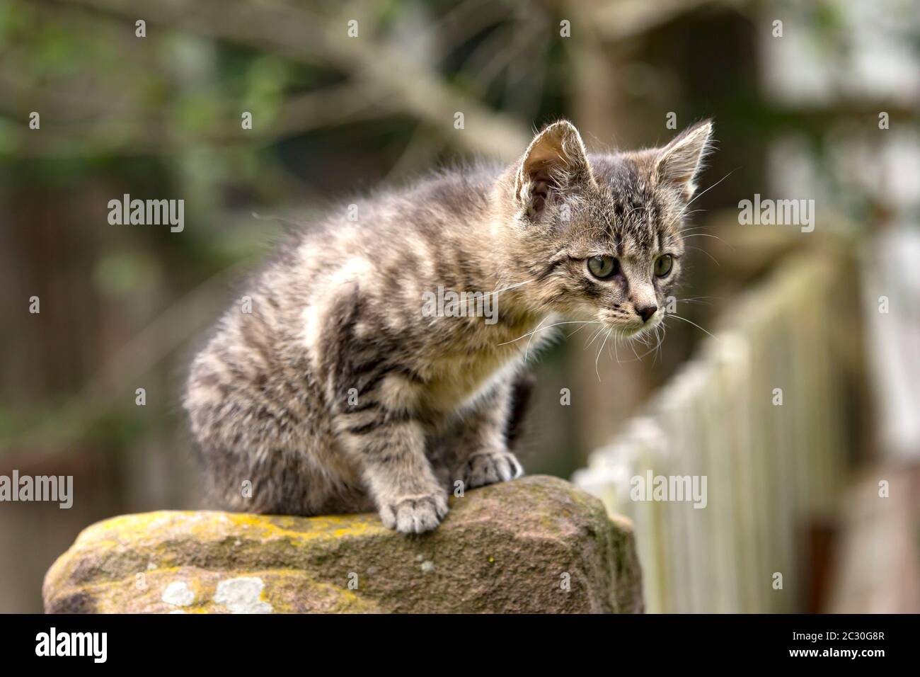 Kittens playing outside in grass hi-res stock photography and images ...