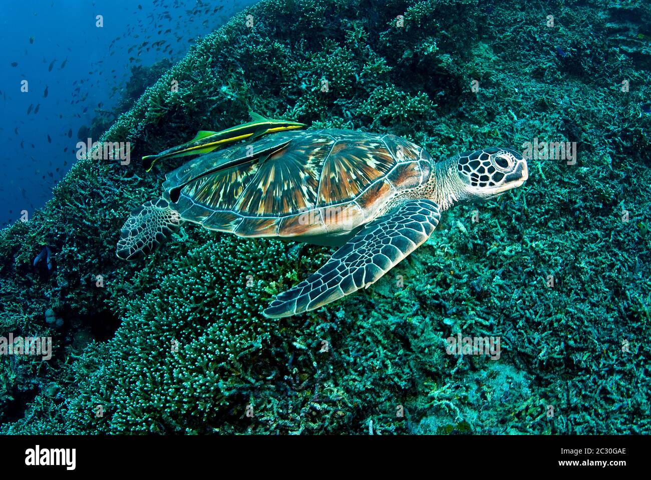 Green sea turtle with attached remora, Bunaken Island Marine Park ...