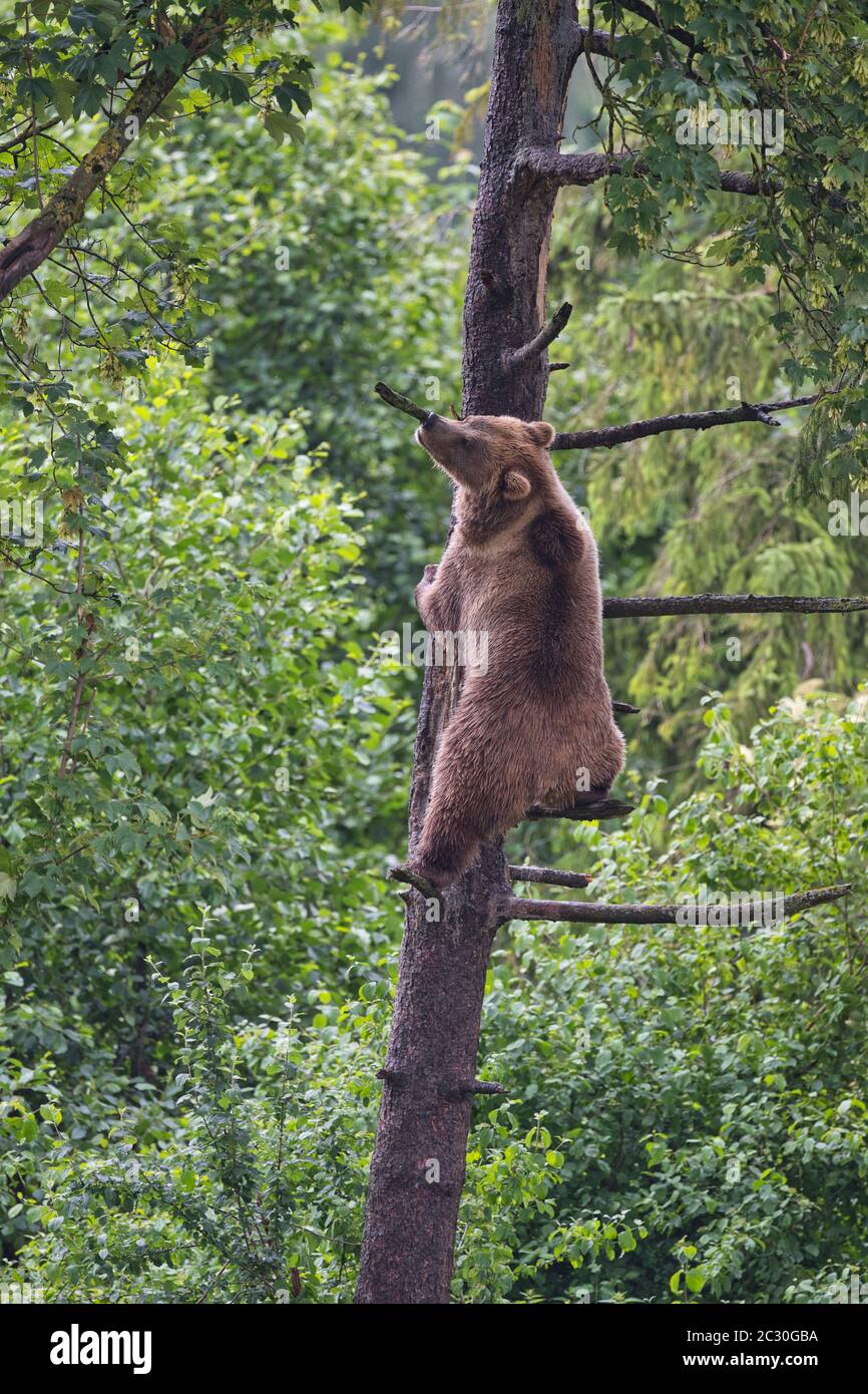 Braunbär, Braunbaer, Ursus arctos, Saeugetier, Brown bear, mammal ...