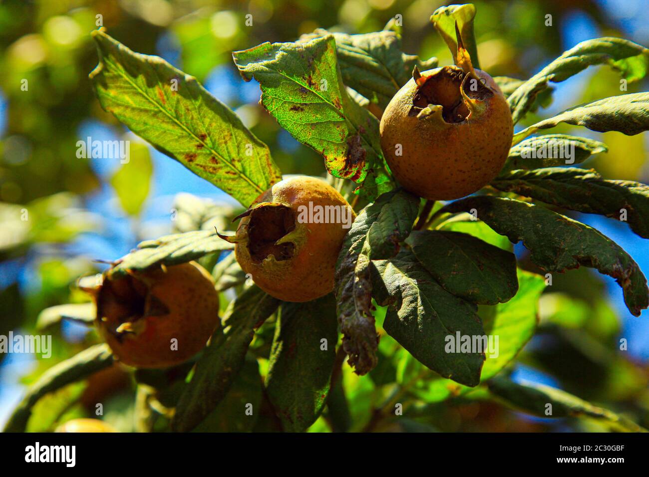 Medlars growing across green leaves Stock Photo - Alamy