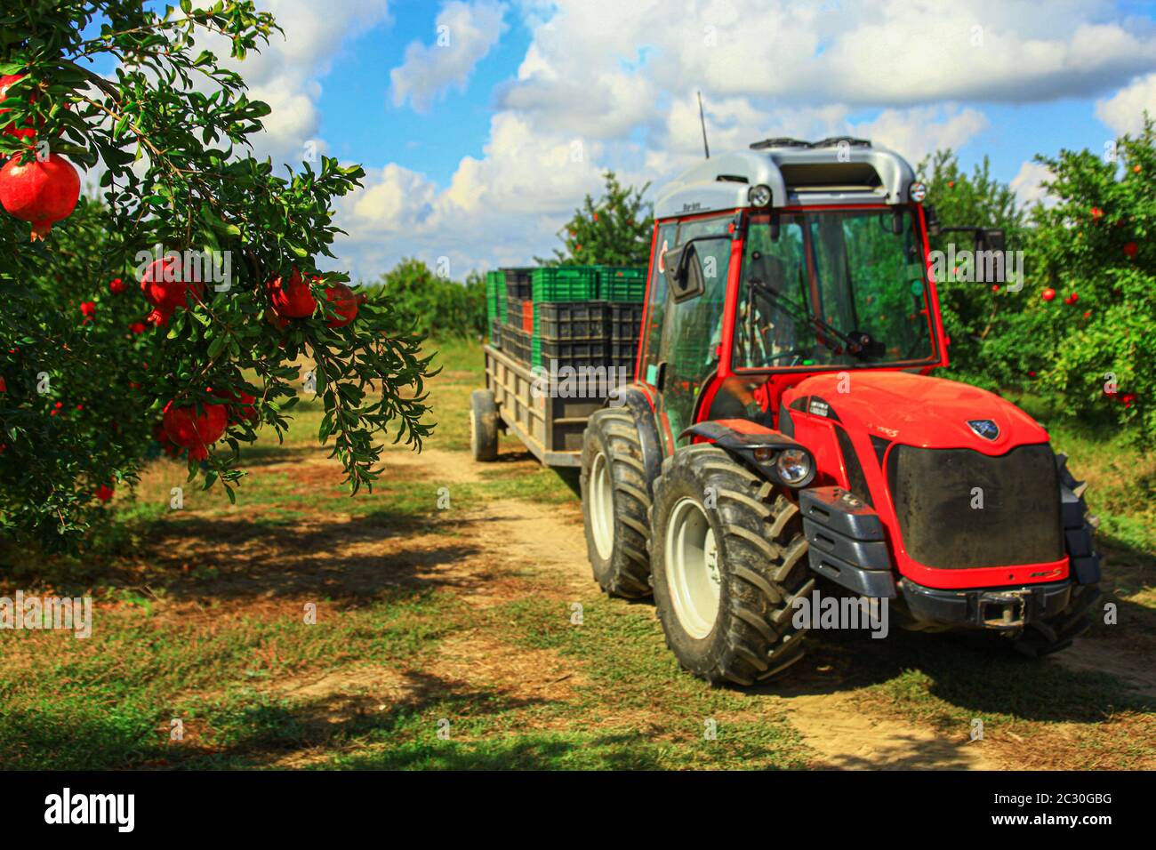 Red tractor driving across pomegranate plantation Stock Photo - Alamy
