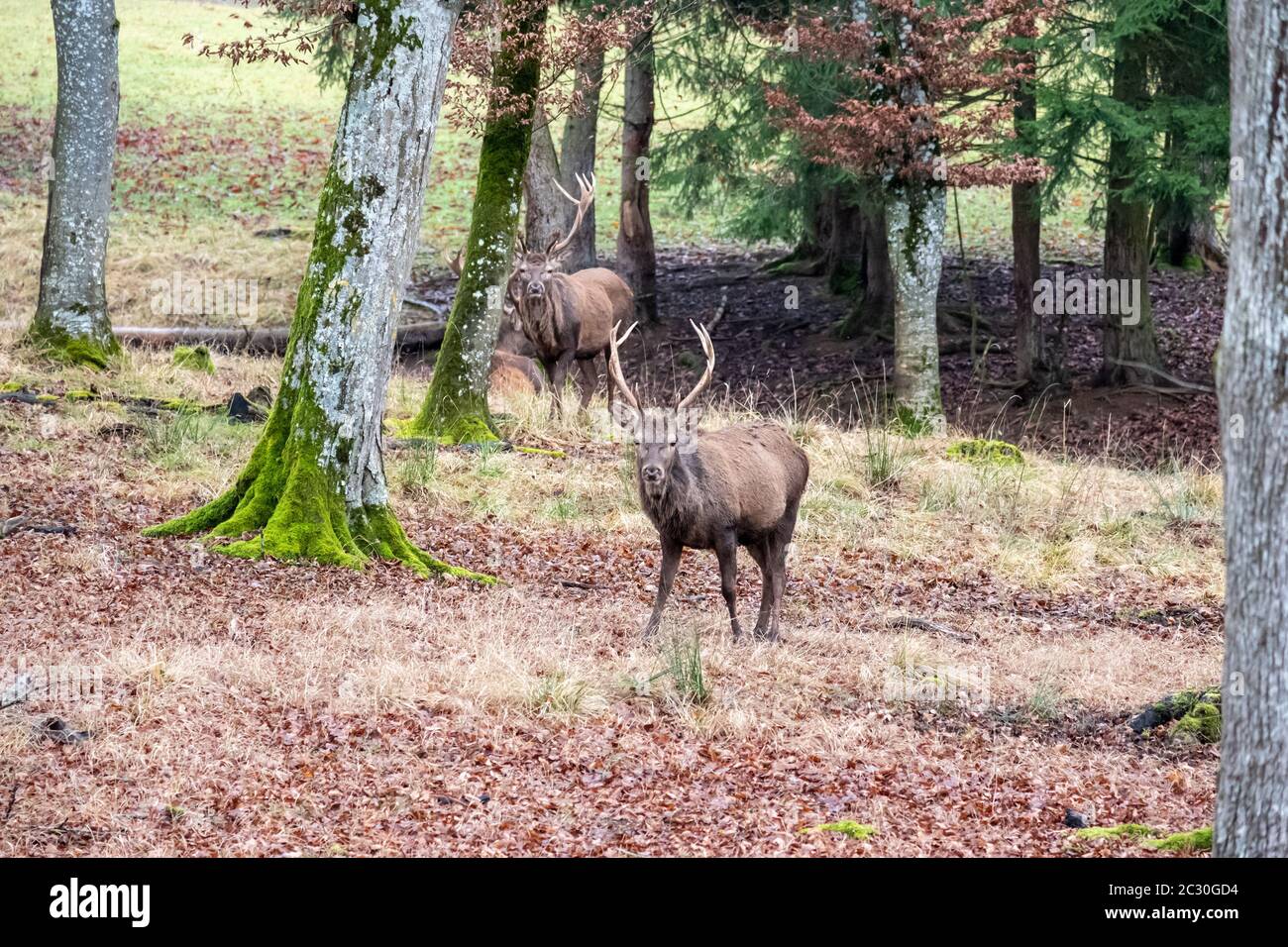 Brooding forest hi-res stock photography and images - Alamy
