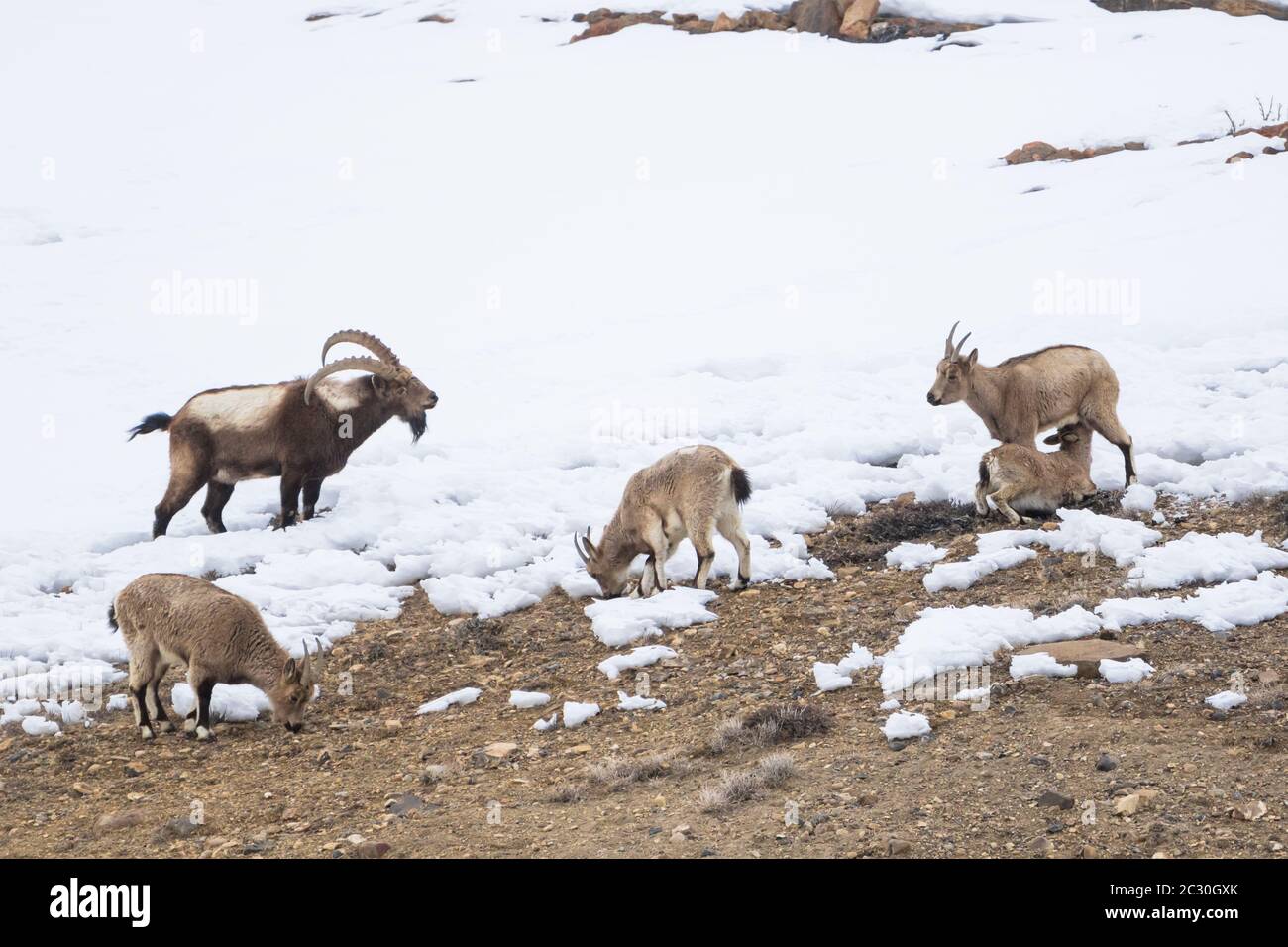 The Himalayan Ibex (Capra sibirica hemalayanus) in the himalaya ...