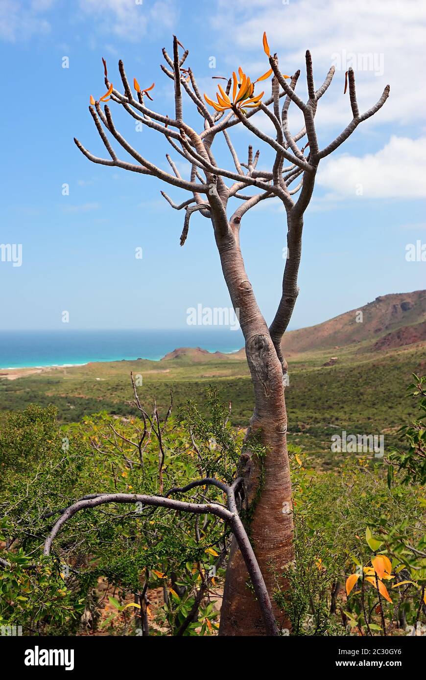 Flowering bottle tree is endemic tree adenium obesum of Socotra Island ...