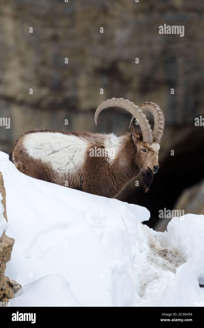 The Himalayan Ibex (Capra sibirica hemalayanus) in the himalaya ...