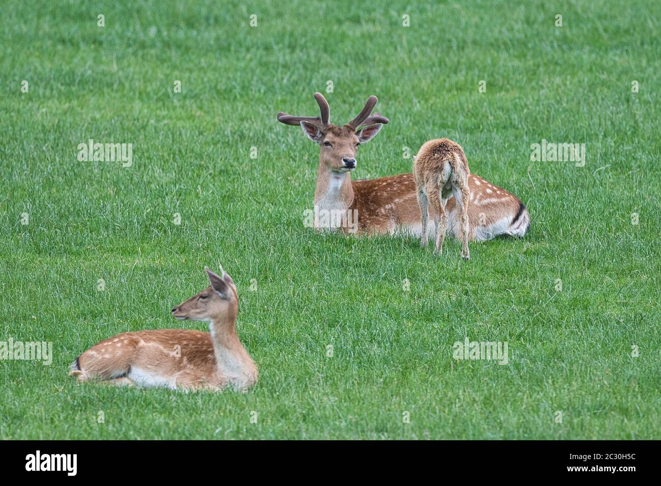 Dama dama, Dammwild,female,Weibchen, Wald wood, Wild, Fallow deer ...