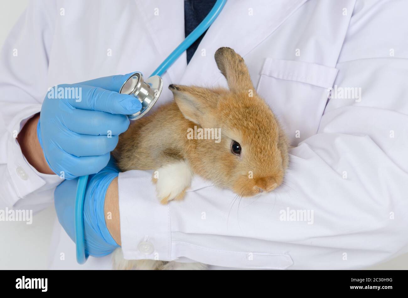 Vet doctor in white uniform with blue glove holding sick rabbit for ...