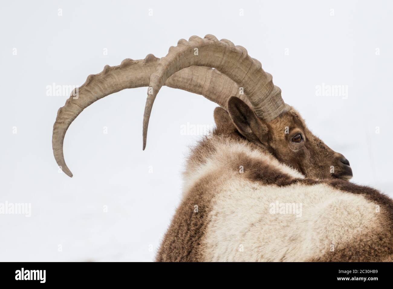 The Himalayan Ibex (Capra sibirica hemalayanus) in the himalaya ...