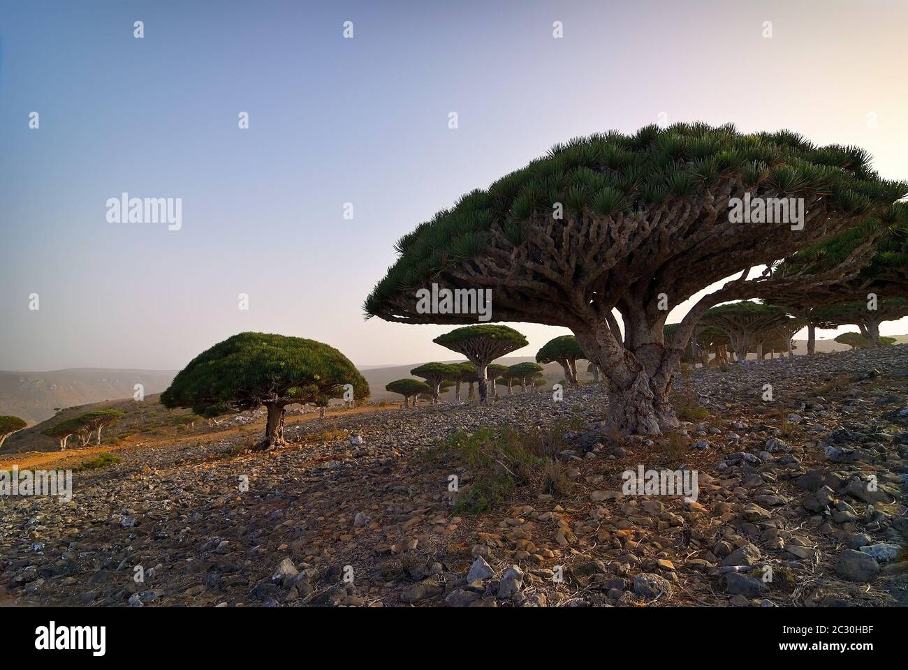 Dragon trees at Dixam plateau Socotra Island shown at sunset, Yemen ...