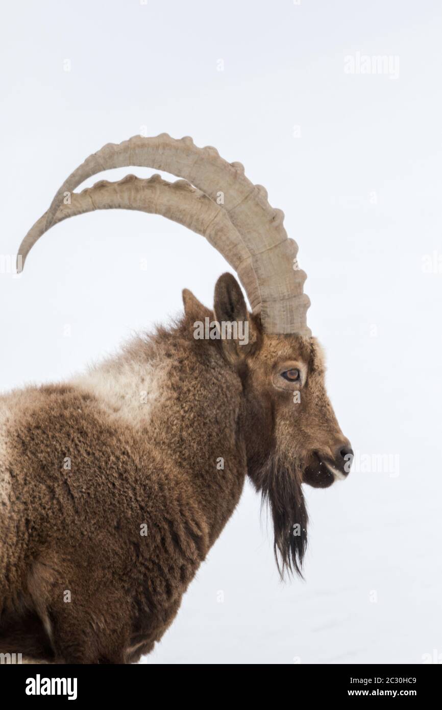 The Himalayan Ibex (Capra sibirica hemalayanus) in the himalaya ...