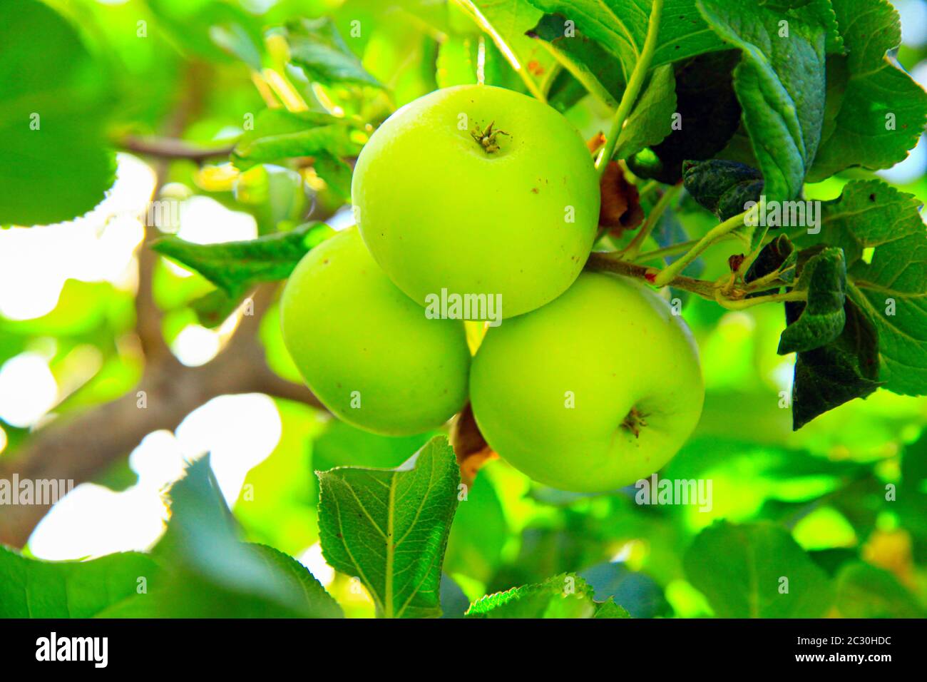 Green apples growing on the top of the branch Stock Photo - Alamy