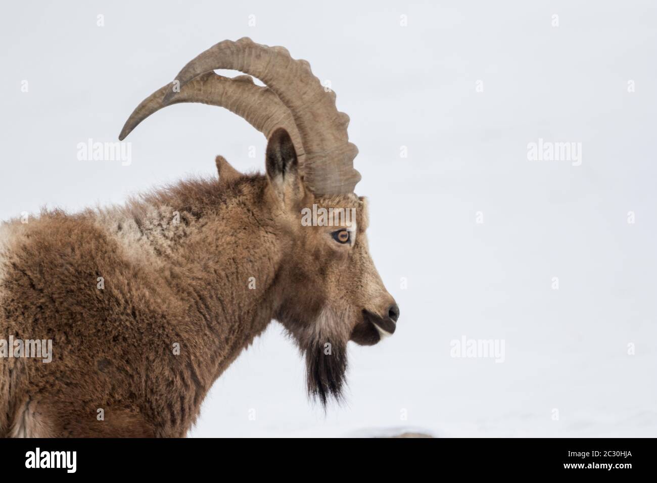 The Himalayan Ibex (Capra sibirica hemalayanus) in the himalaya ...