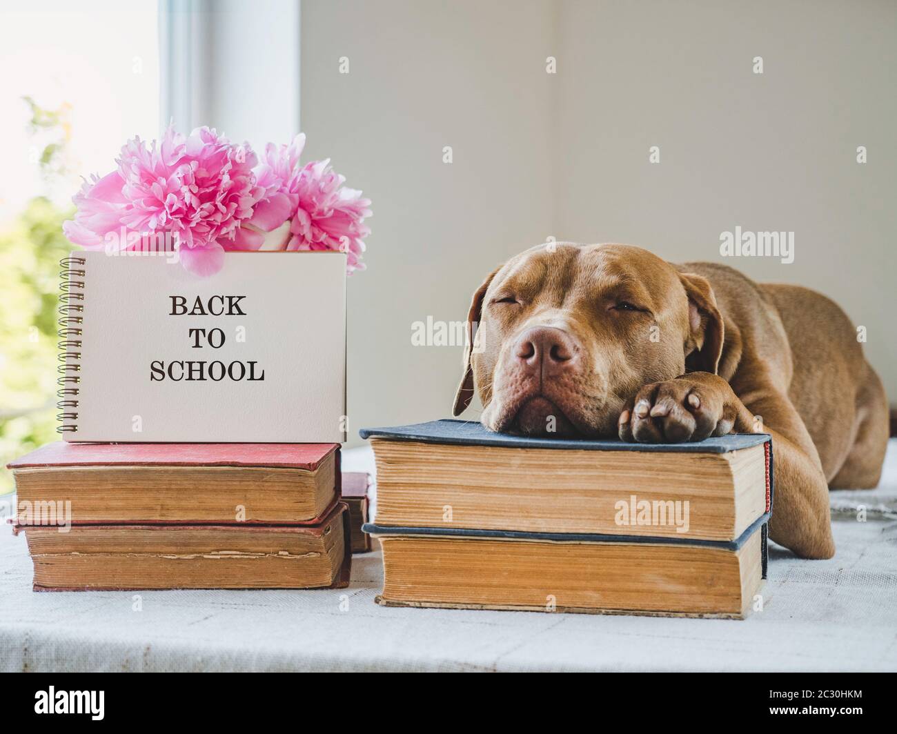 Animal photo book education hi-res stock photography and images - Alamy