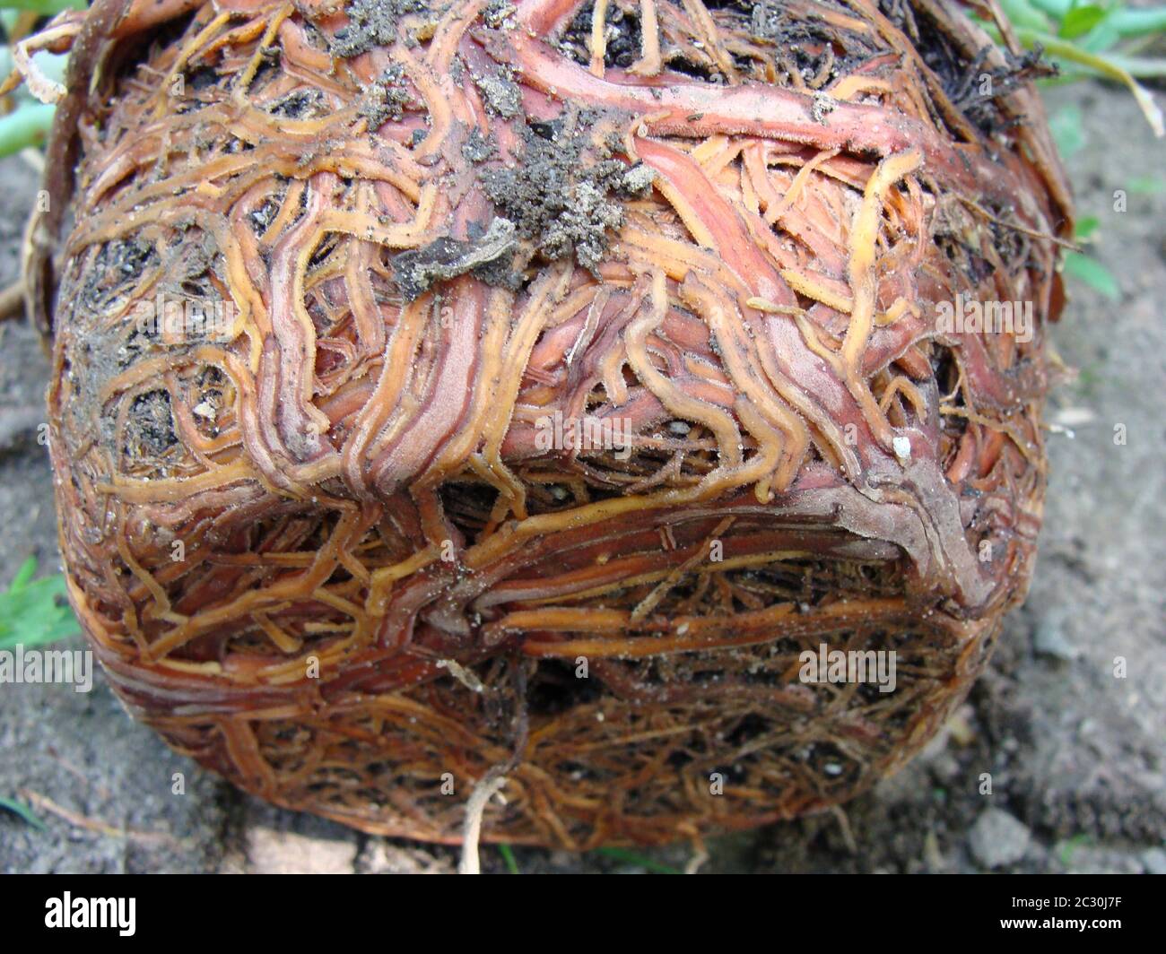 Root bound hi-res stock photography and images - Alamy