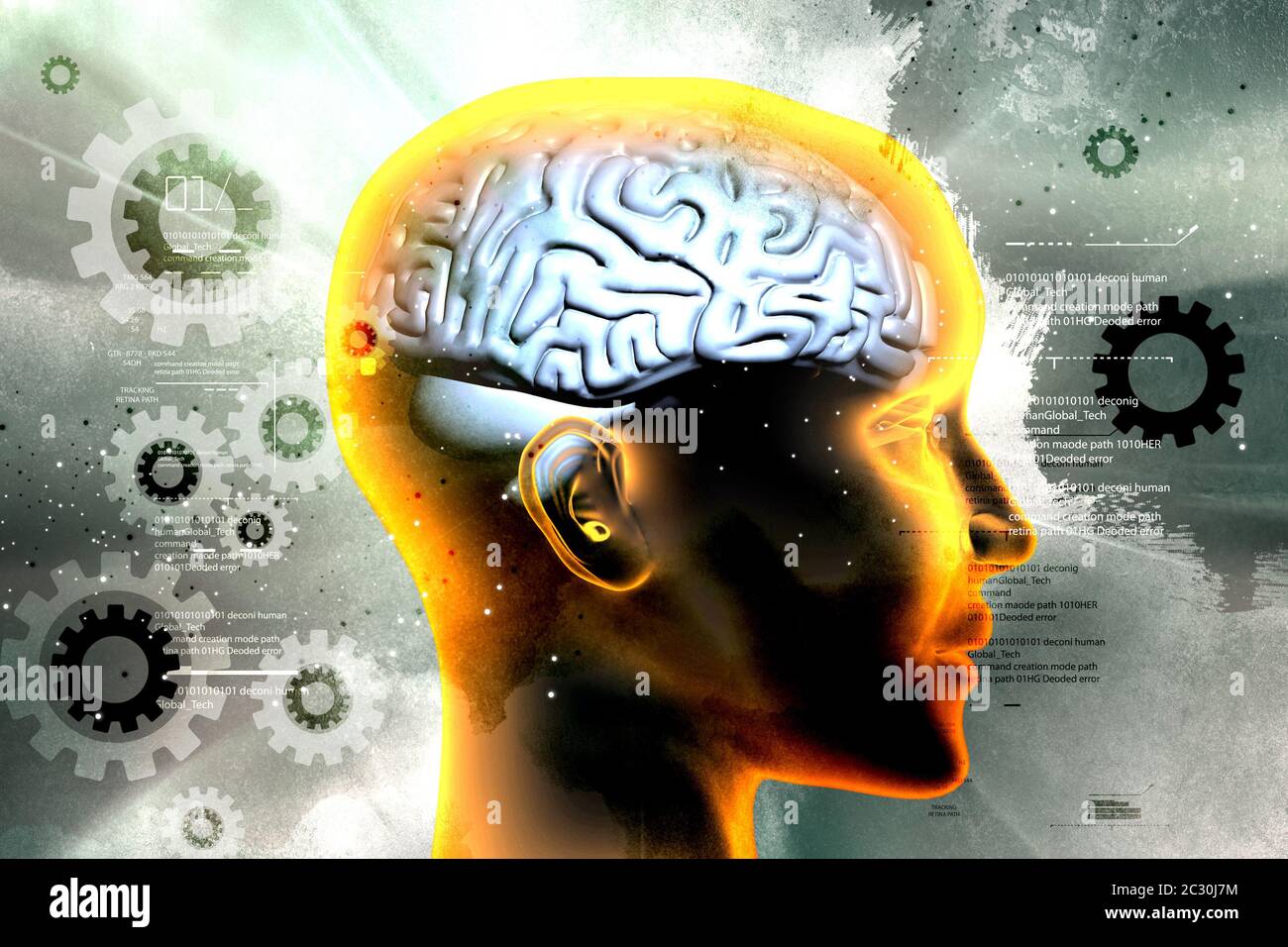 presentation of female brain Stock Photo - Alamy