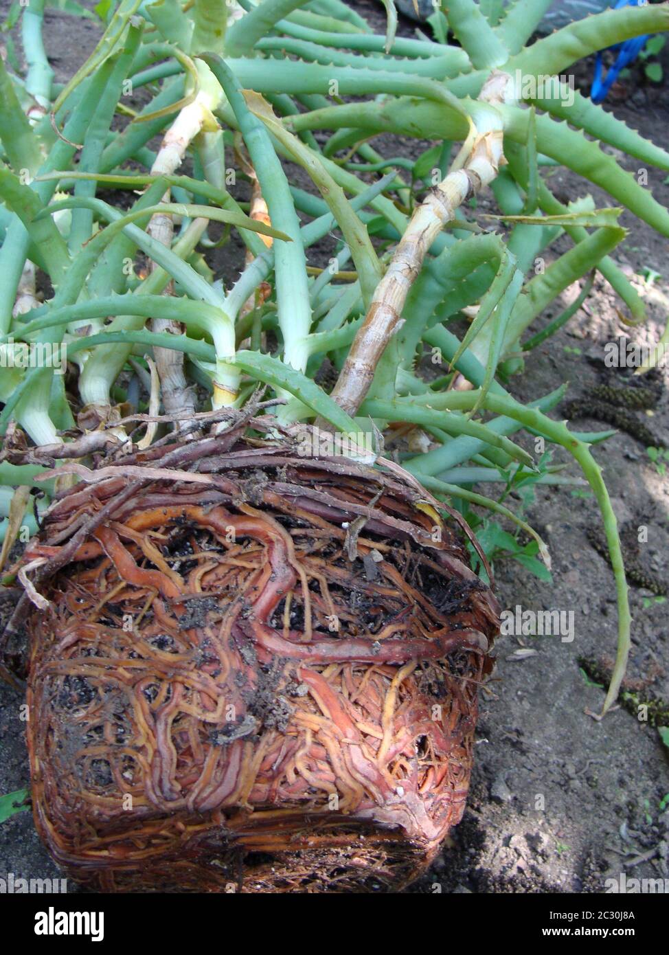 Hibiscus plant root bound, being transplanted into the garden by gloved ...