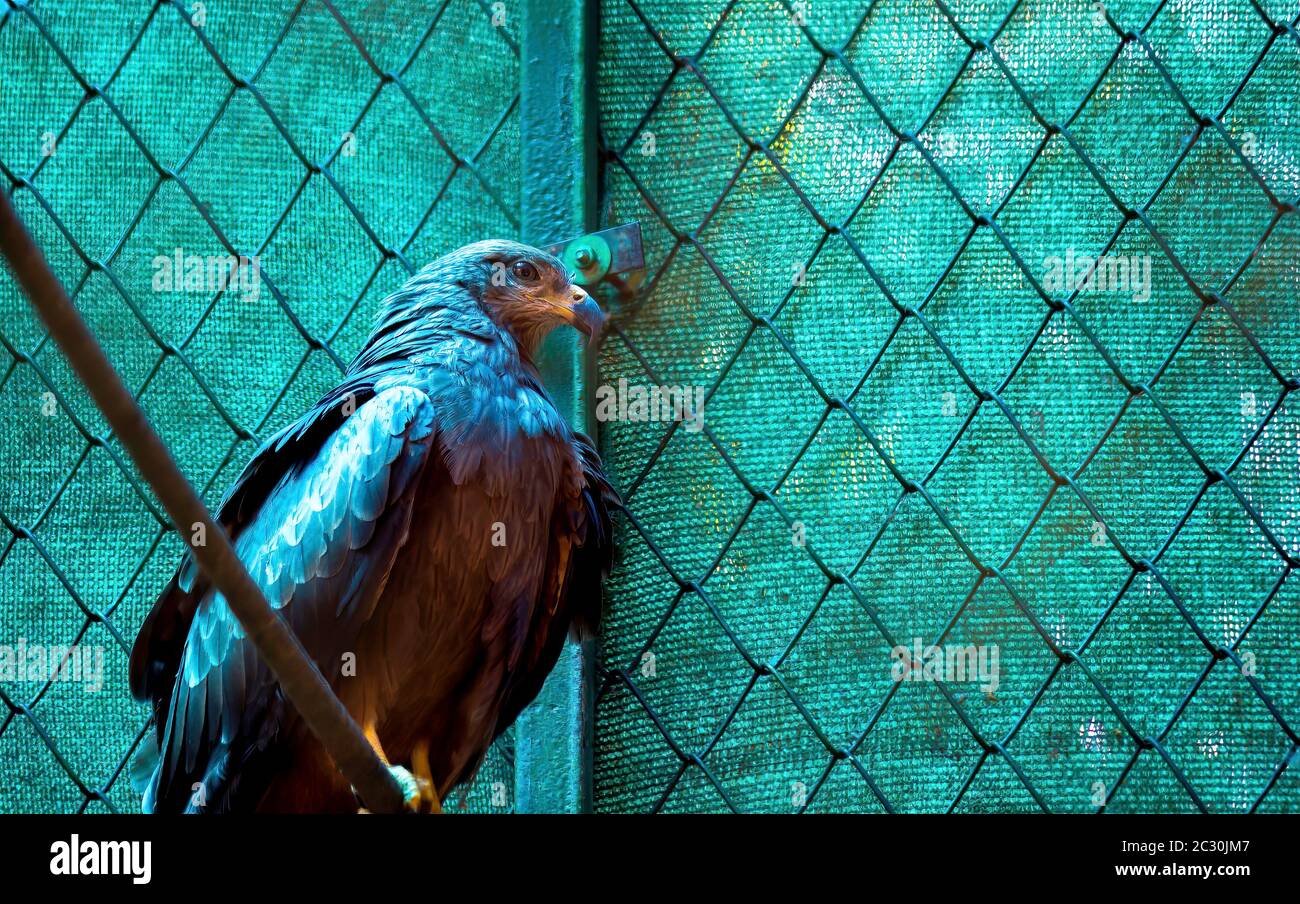 African fish eagle, Harrier Hawk bird in a zoo Stock Photo - Alamy