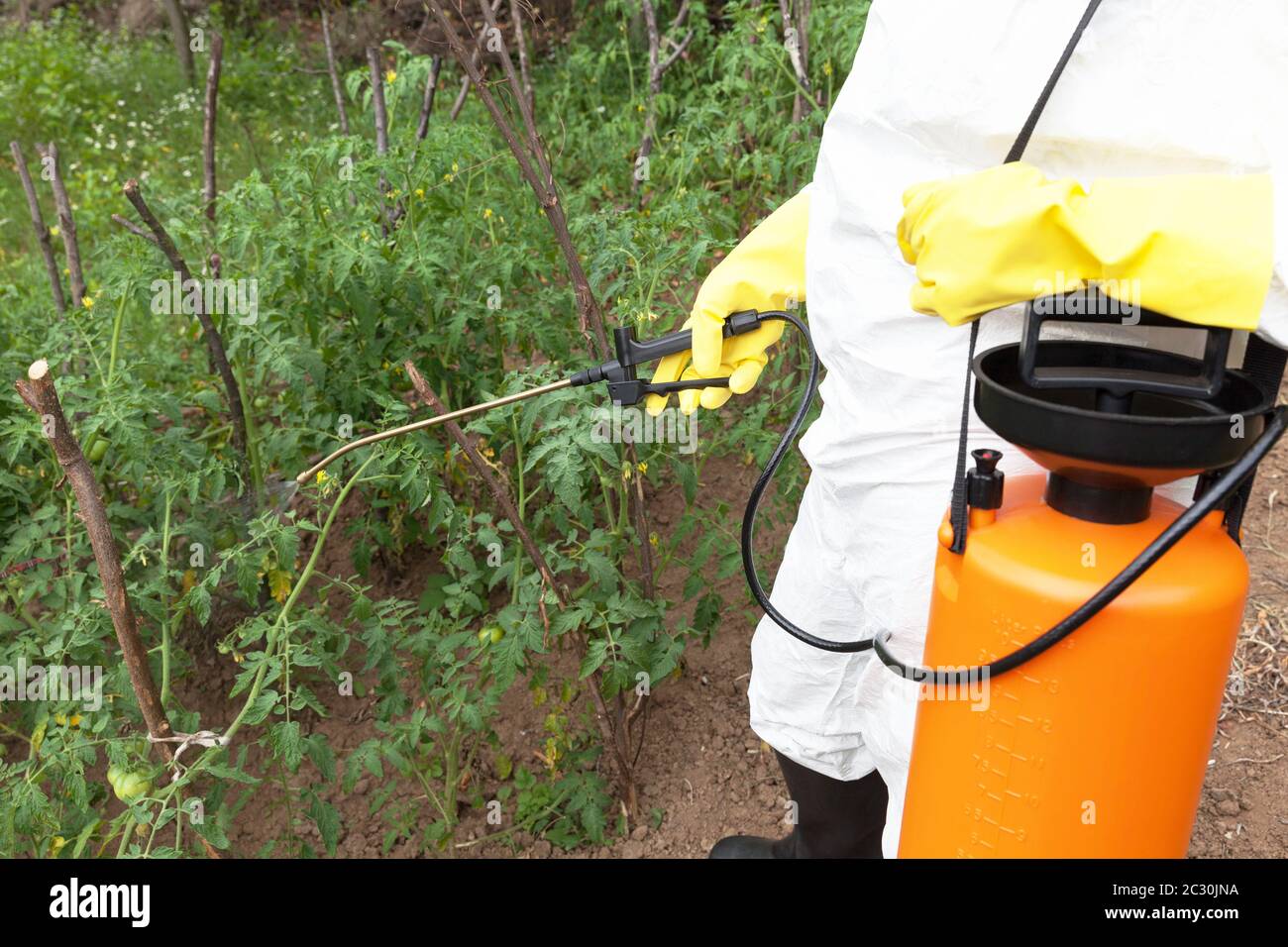 Man spraying toxic pesticides or insecticides in the vegetable garden ...