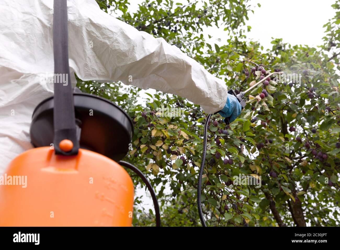 Pesticides or insecticides spraying. Non-organic fruit Stock Photo - Alamy