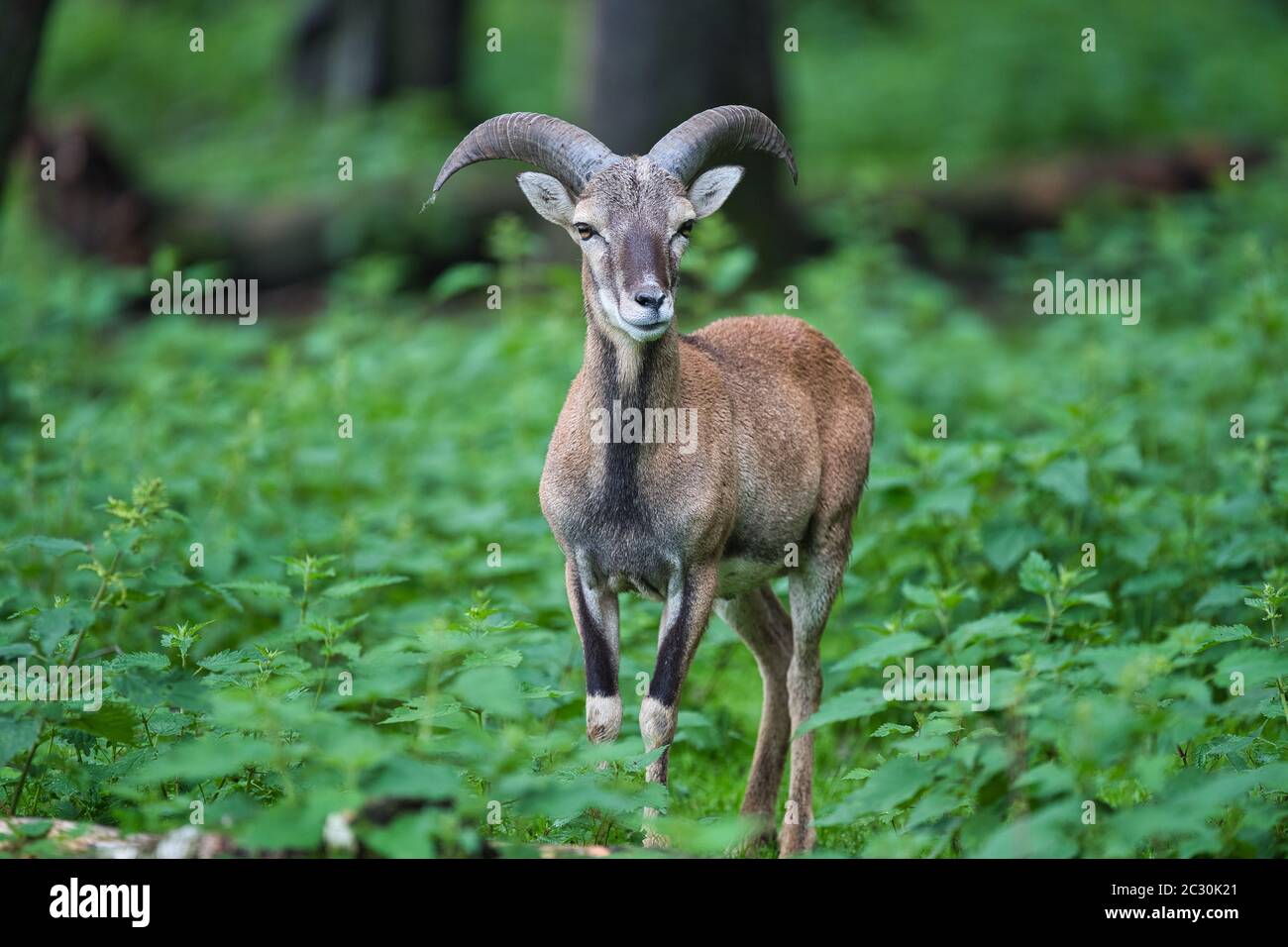 Mufflon, Ovis gmelini-Gruppe, Ovis gmelini musimon, Mouflon, wild sheep ...