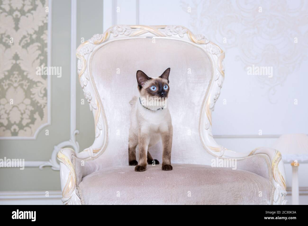 Two tone cat hi-res stock photography and images - Alamy