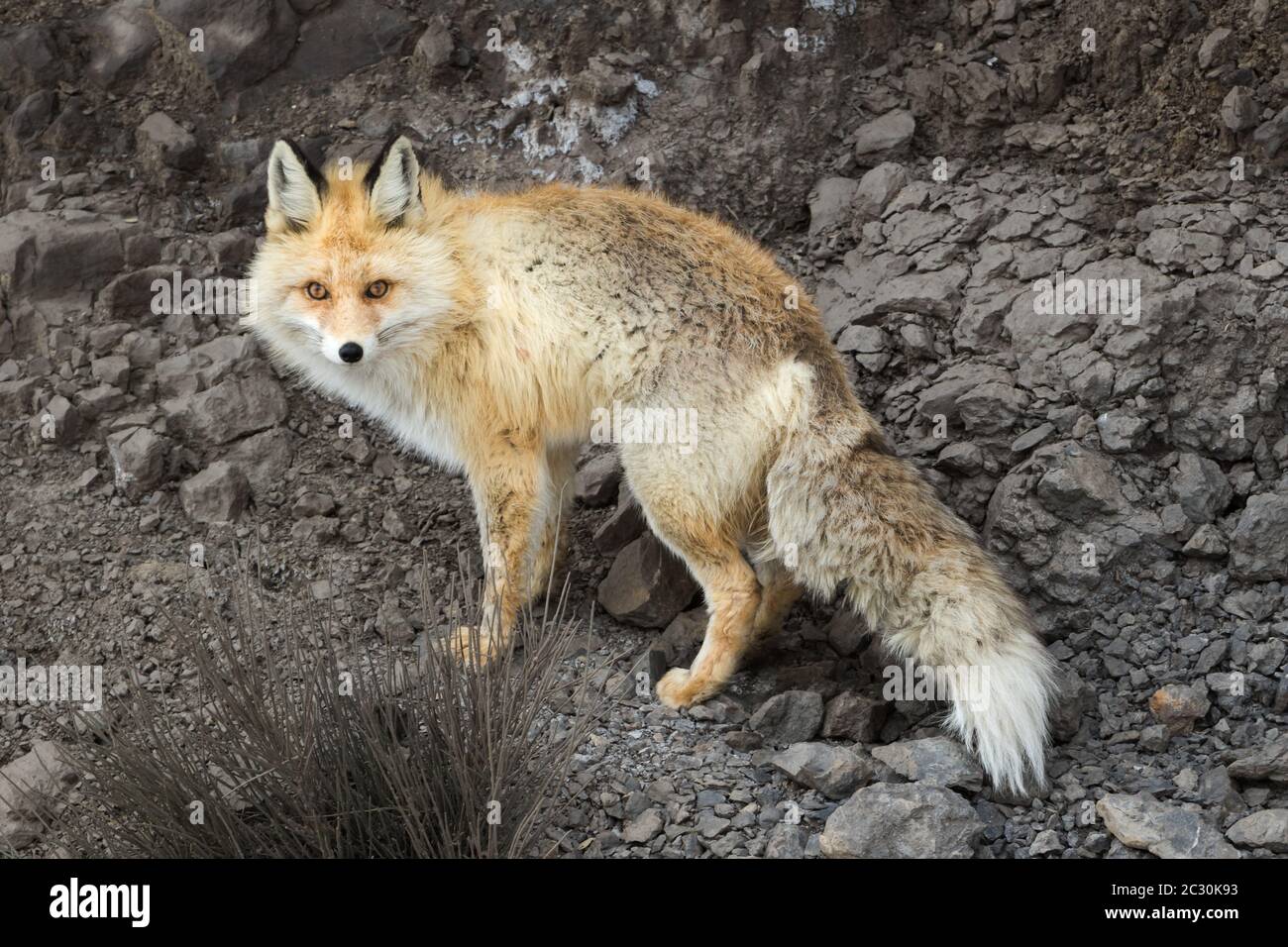 The red fox (Vulpes vulpes) in the himalaya mountain habitat near ...
