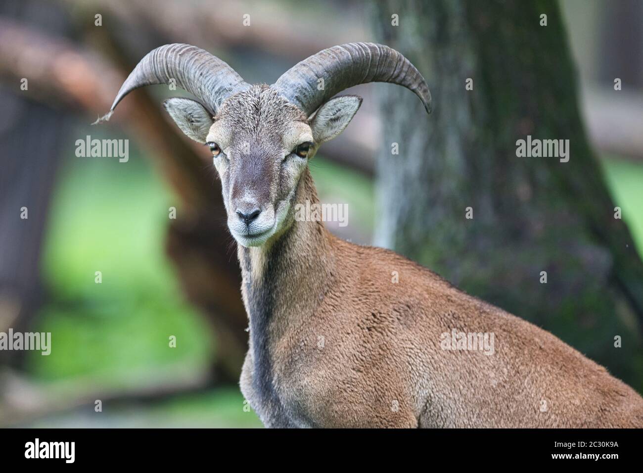 Mufflon, Ovis gmelini-Gruppe, Ovis gmelini musimon, Mouflon, wild sheep ...