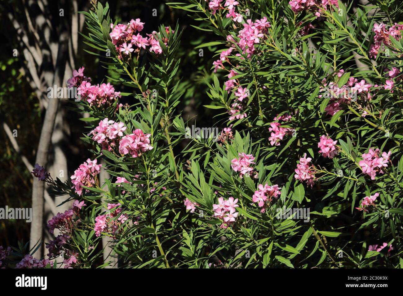 Adelfa nerium oleander hi-res stock photography and images - Alamy
