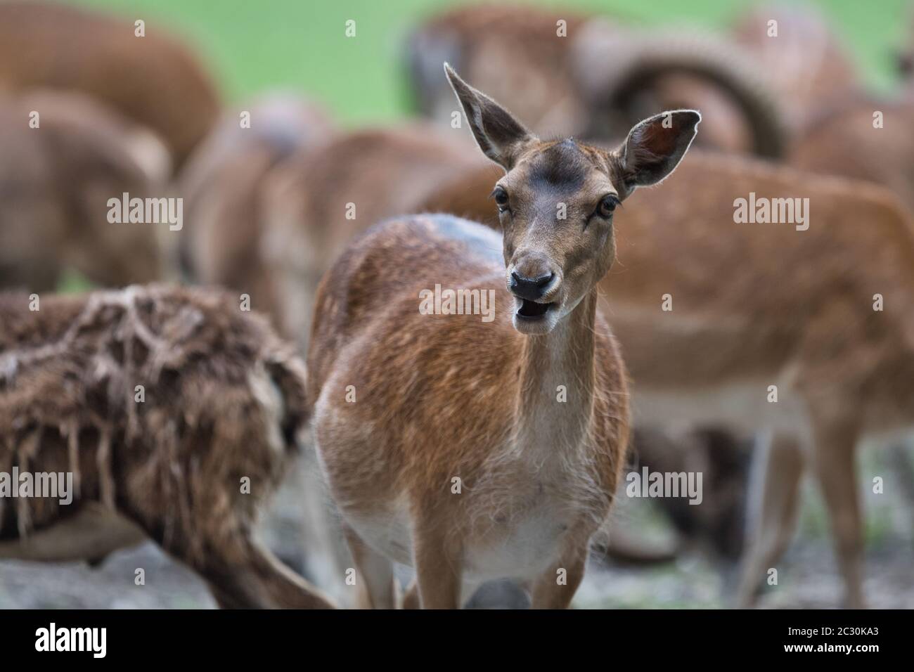 Dama dama, Dammwild,female,Weibchen, Wald wood, Wild, Fallow deer ...