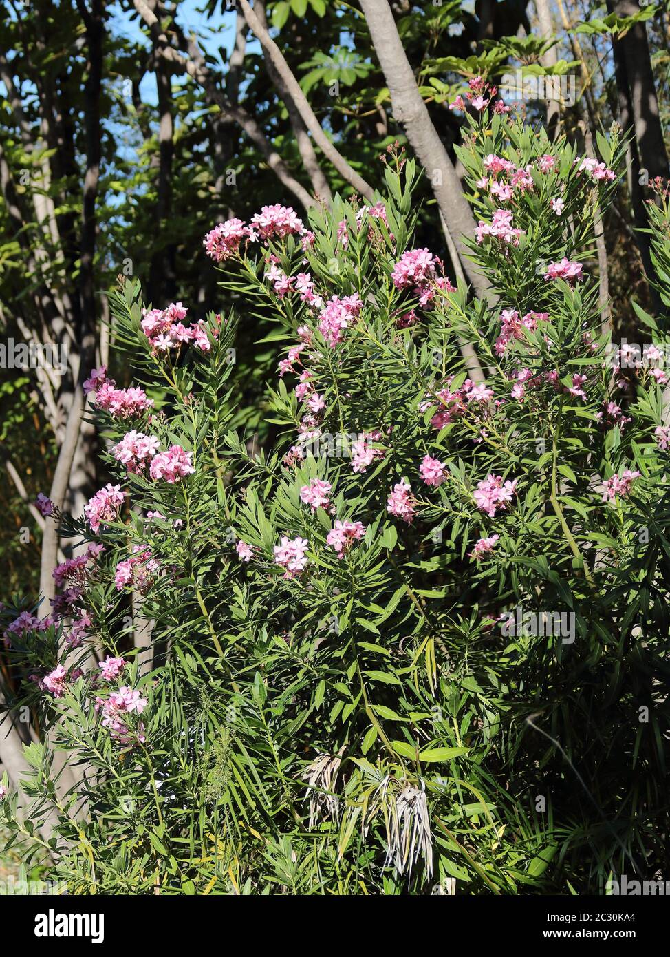 Adelfa nerium oleander hi-res stock photography and images - Alamy