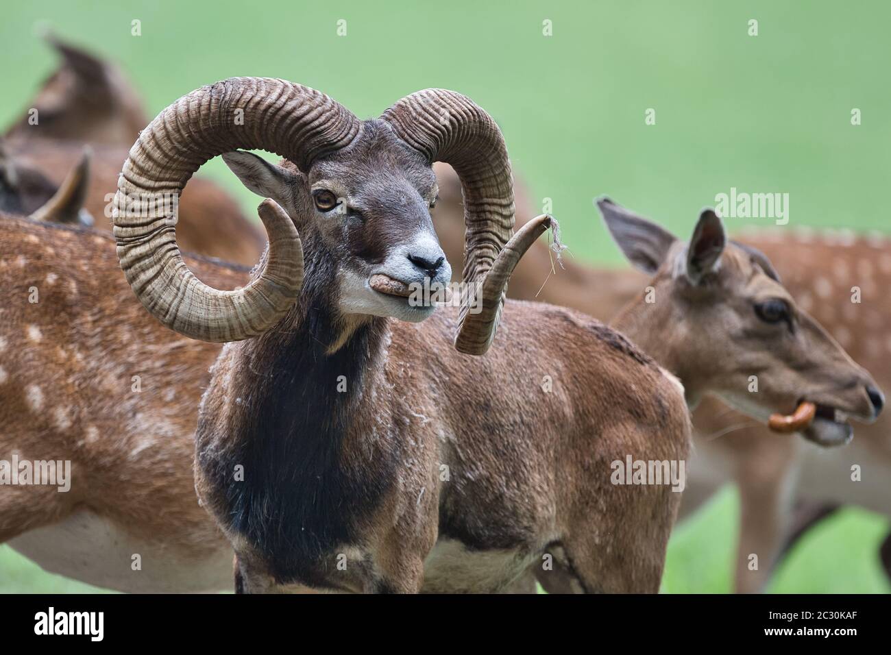 Mufflon, Ovis gmelini-Gruppe, Ovis gmelini musimon, Mouflon, wild sheep ...