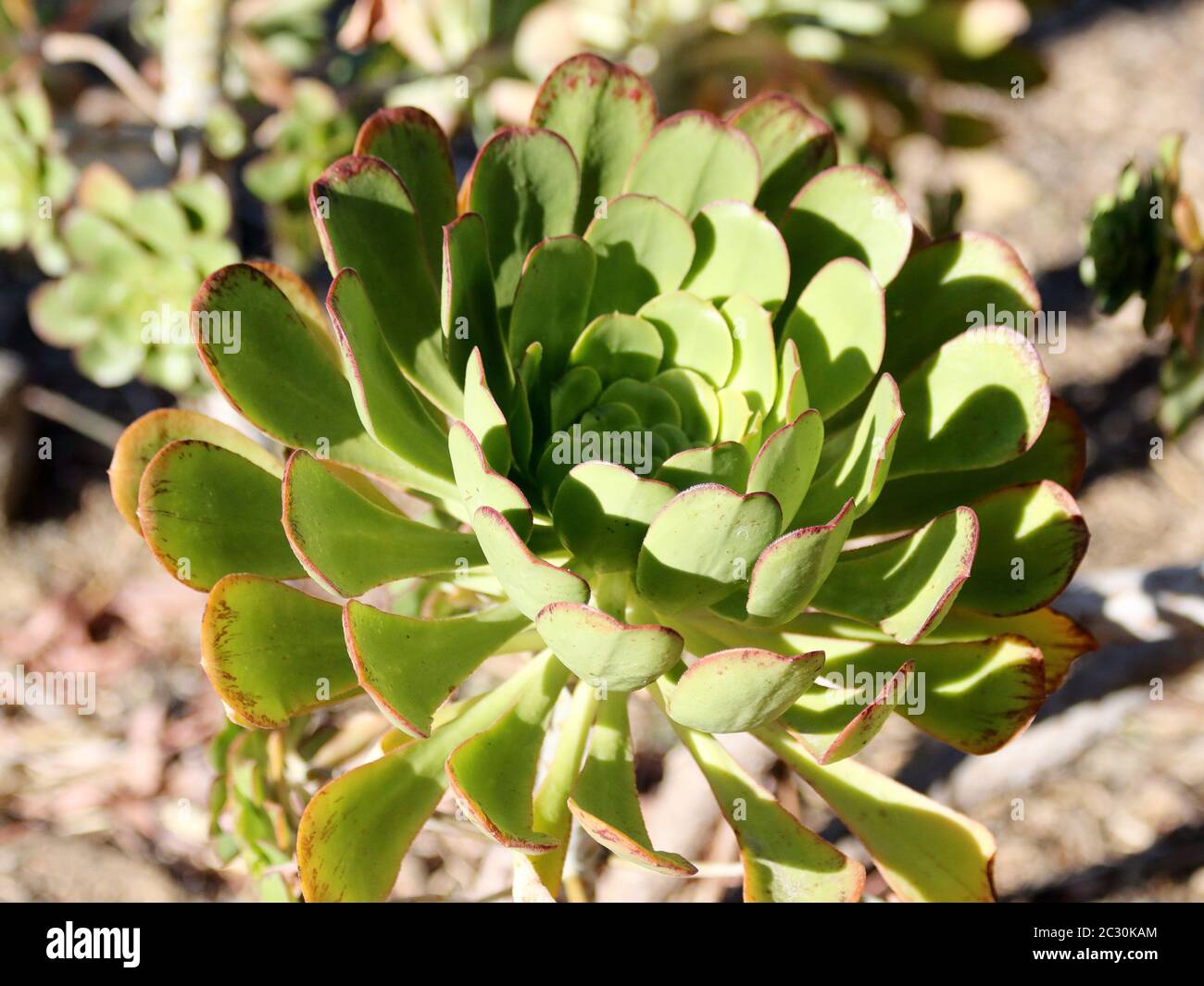Closeup aeonium flora in hi-res stock photography and images - Alamy