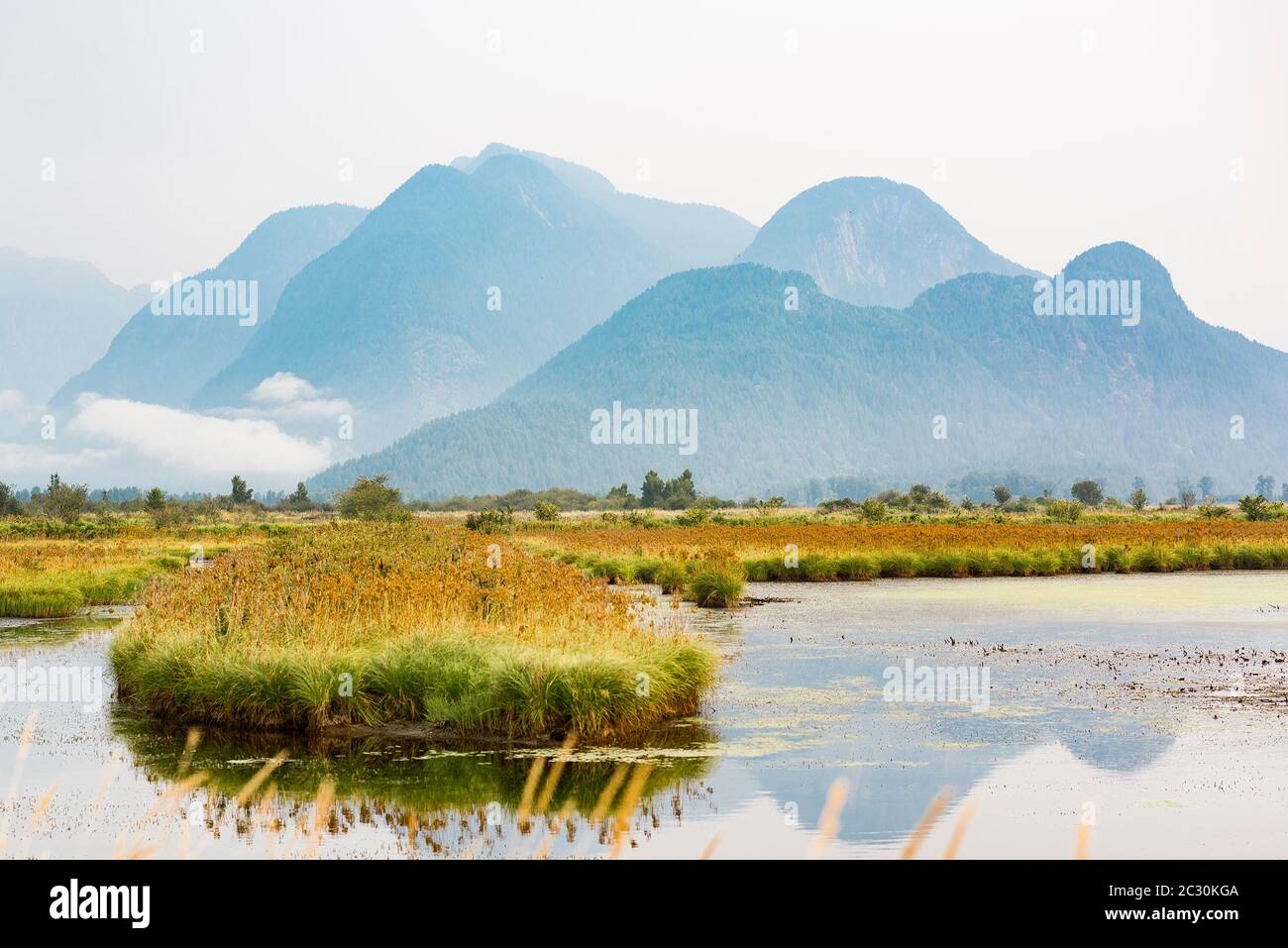 Pitt meadows marsh hi-res stock photography and images - Alamy