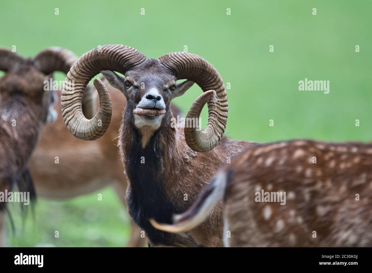 Mufflon, Ovis gmelini-Gruppe, Ovis gmelini musimon, Mouflon, wild sheep ...