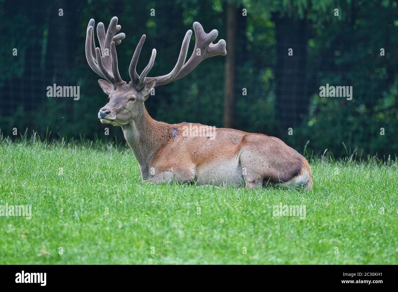 Dama dama, Dammwild,male, Hirsch, Wald wood, Wild, Fallow deer ...