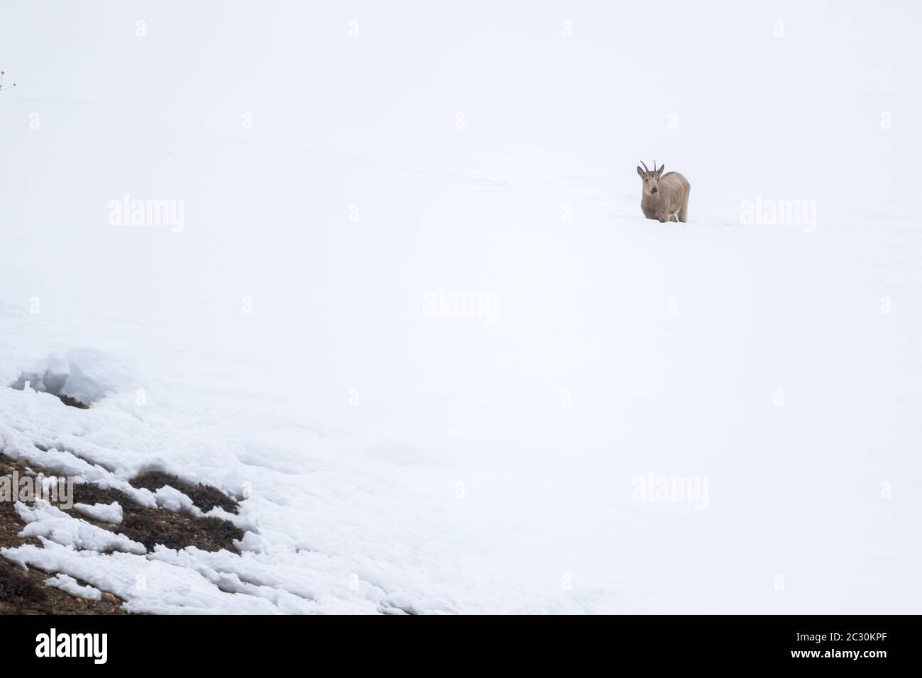 The Himalayan Ibex (Capra sibirica hemalayanus) in the himalaya ...