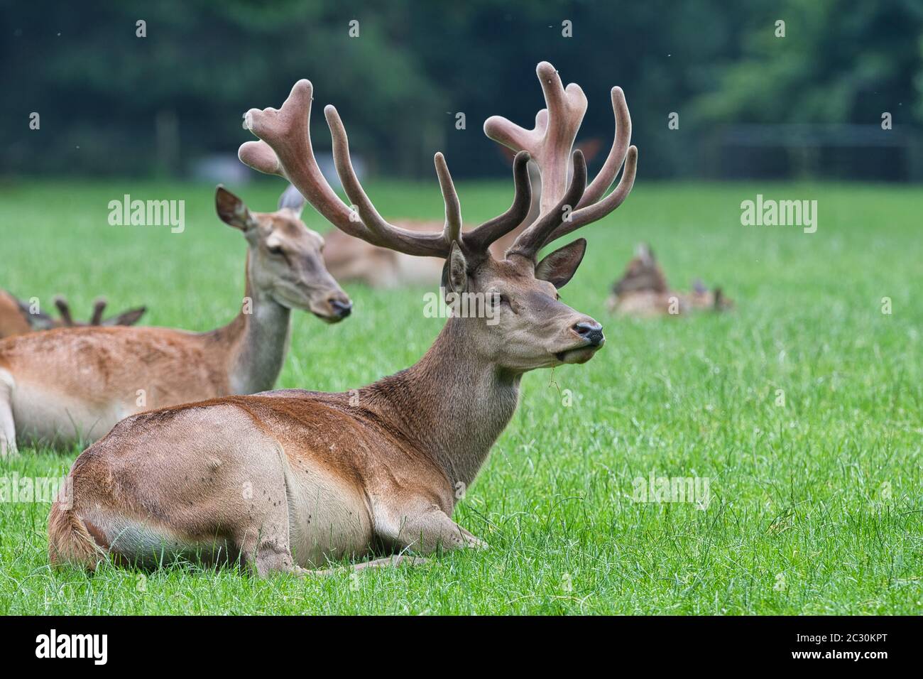 Dama dama, Dammwild,male, Hirsch, Wald wood, Wild, Fallow deer ...